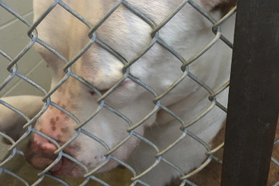 Lawsuit: Adams Co. improperly cited 'privilege’ in withholding emails ...